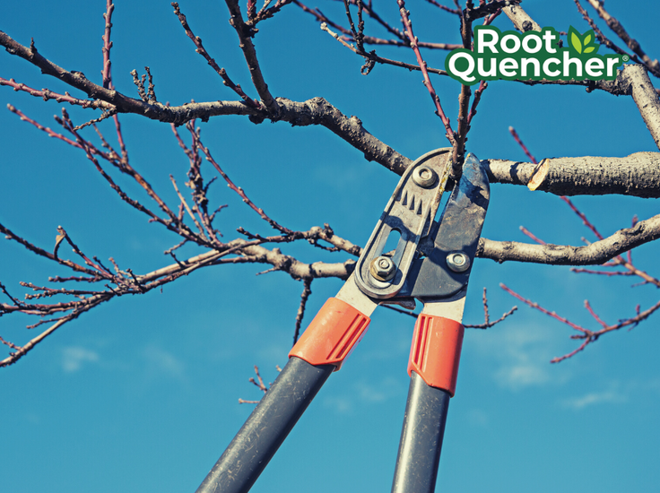 Tips, Tricks, and Techniques for Pruning Trees – Root Quencher