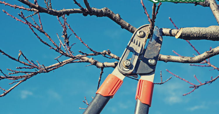 Tips, Tricks, and Techniques for Pruning Trees – Root Quencher